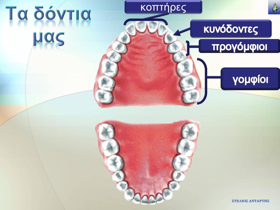 2. Τα δόντια μας - Η αρχή του ταξιδιού της τροφής - Όλα για την τάξη μου
