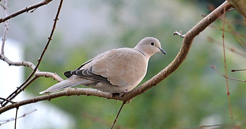 Contes d' Animals: TÓRTORA TURCA