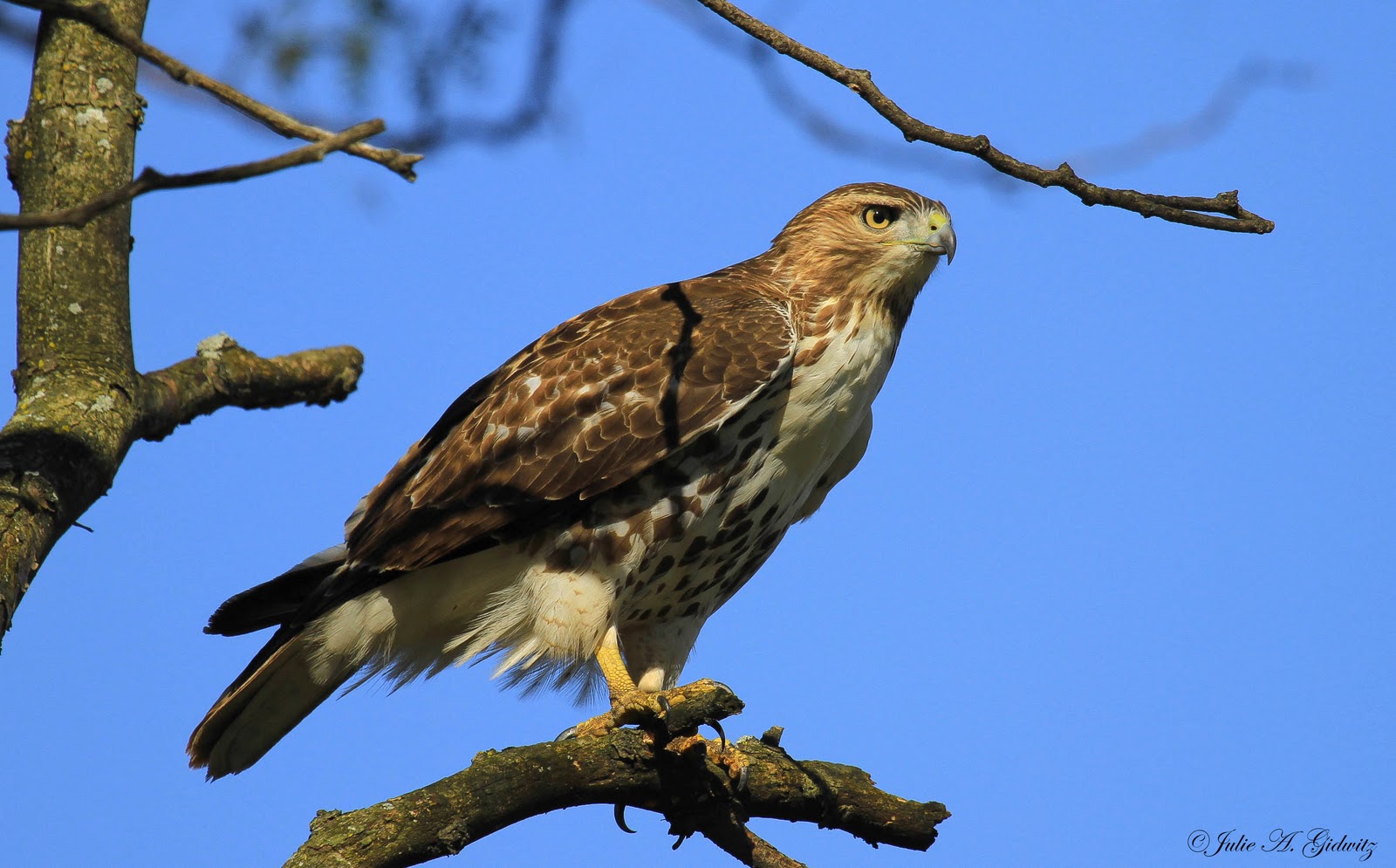 Nature's Splendor: Fall Feathers