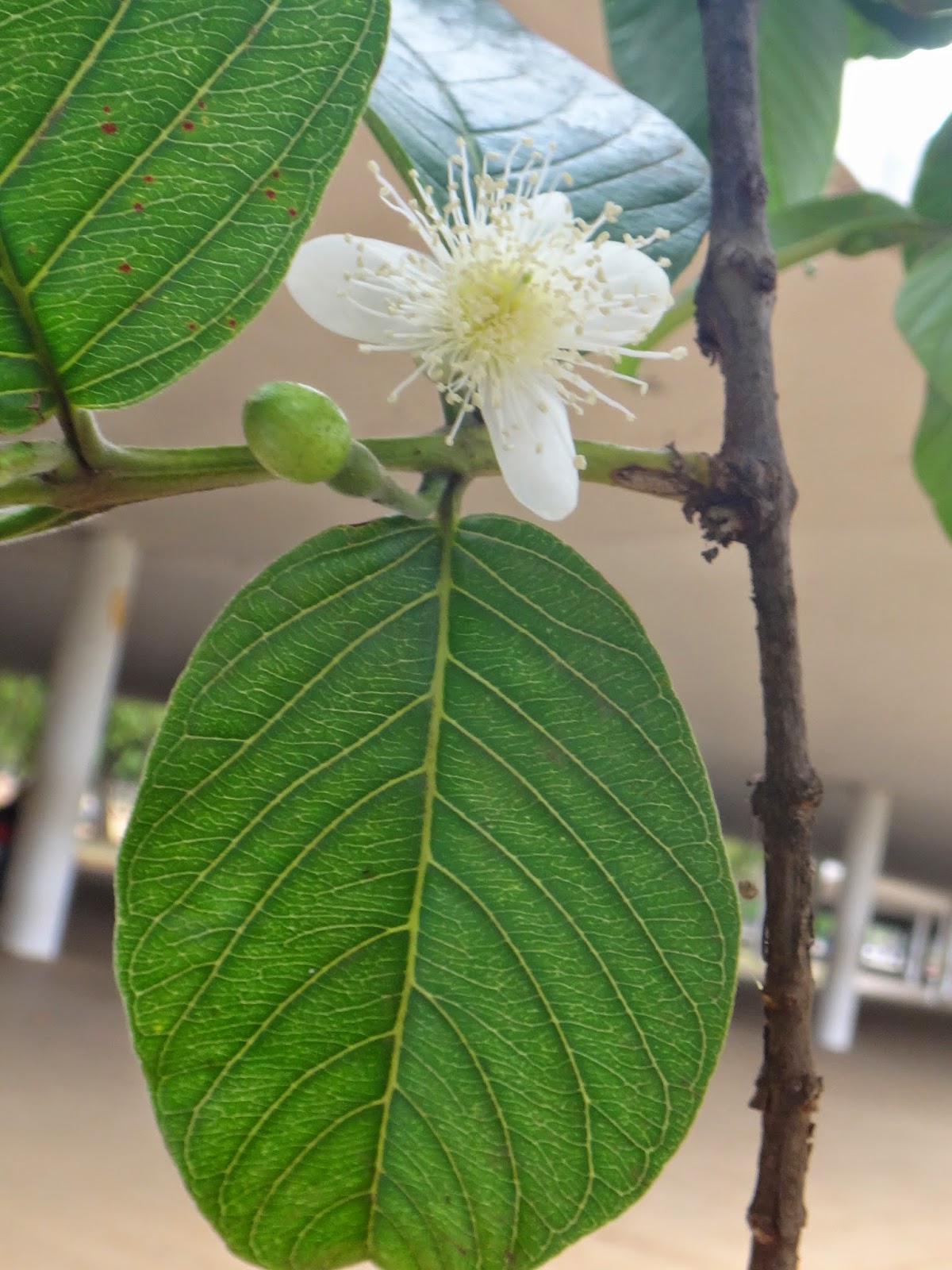 Uma flor por dia: Goiabeira