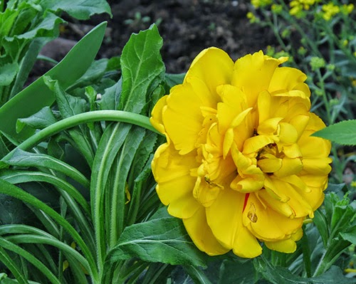 -neuer Gartentraum-: Erste Pfingst- (Oster-) Rose