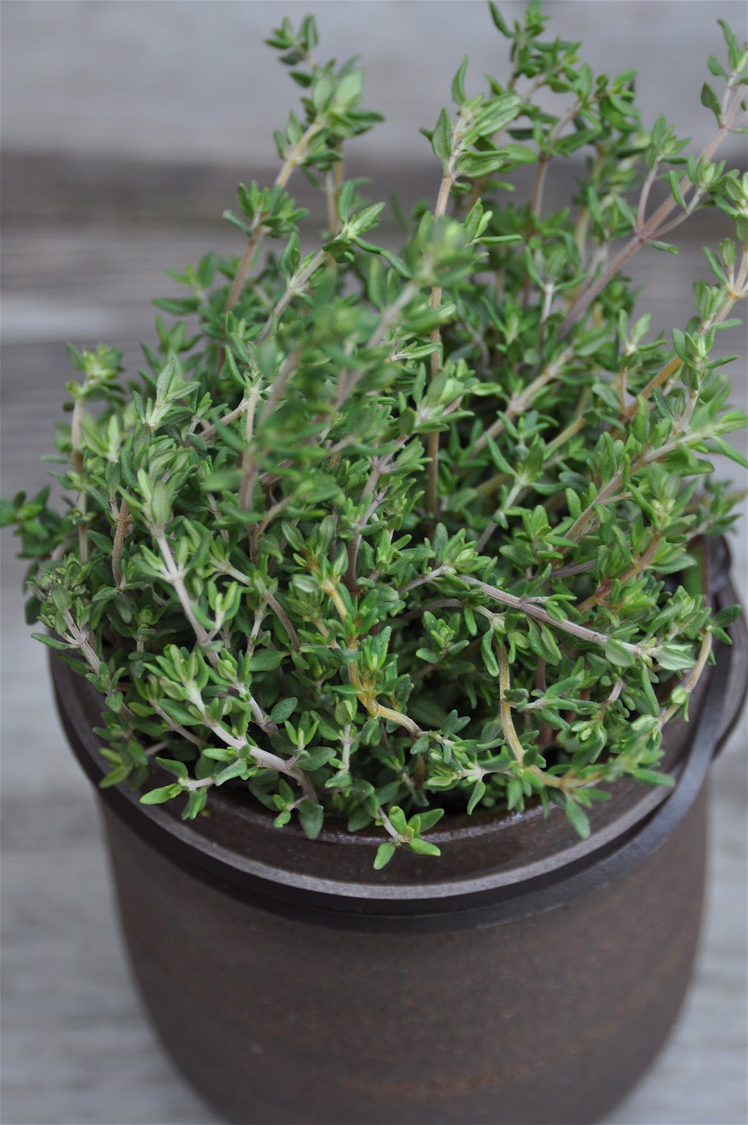 PUTIKMADE: English Thyme in UPO