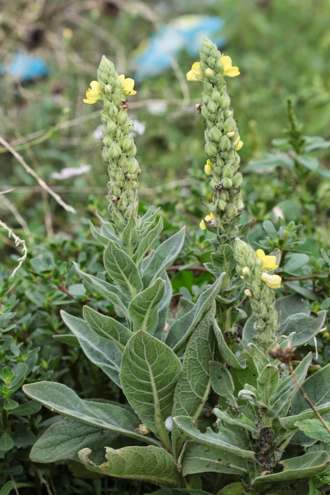VERBASCUM THAPSUS. gordolobo.
