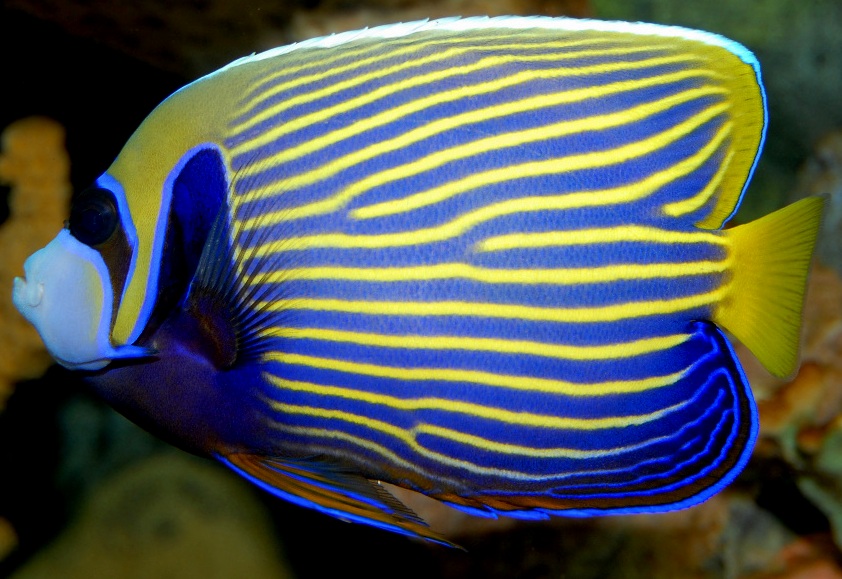 Peces y plantas ornamentales: Pomacanthus Imperator - Pez ángel Emperador