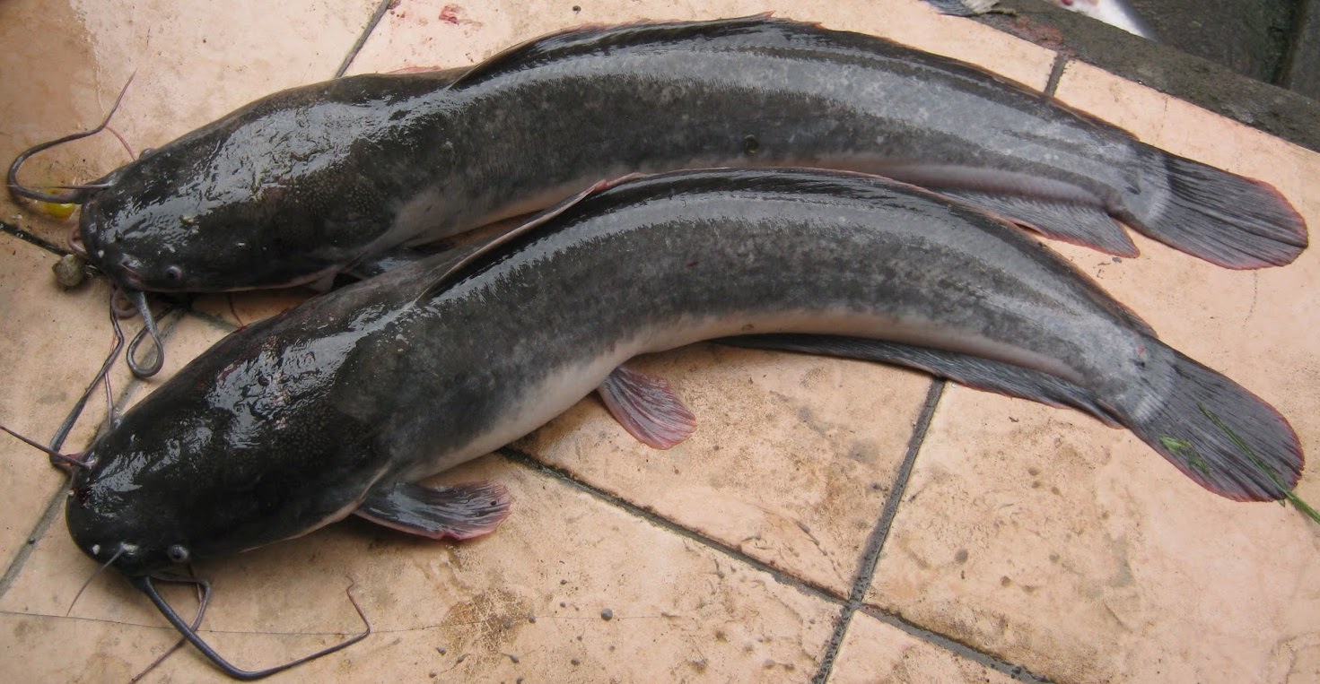 Gokugen.Net: Mengenal 31 Jenis Ikan Air Tawar Yang Ada Di Indonesia