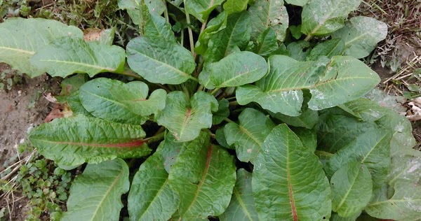 Blogul Simonei: Identificare plantă