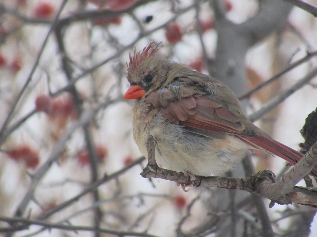 BC Rare Bird Alert: Okanagan, Interior and the Kootenays