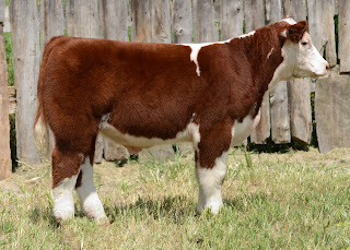 Lautner Farms: Burke Show Cattle/ Bremer Show Steers Pasture Sale