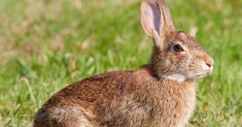 Cottontail Rabbit | The Biggest Animals Kingdom