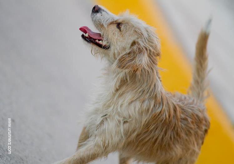 PACO RAPTOR Never Stop Man: 2012