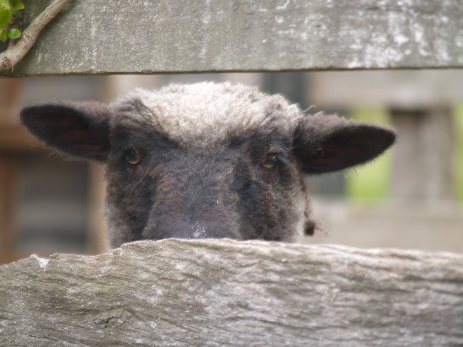 Smack New Zealand: Kaikoura. Beach, Seals and More Sheep