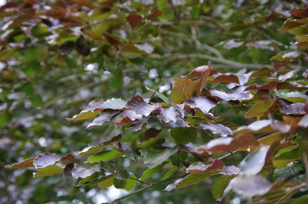 Modern Day Ozzie and Harriet: Garden Tuesday: Copper Beech