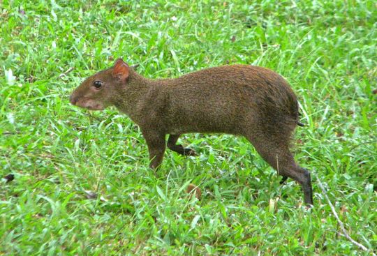 Rodent: Rodent With No Tail