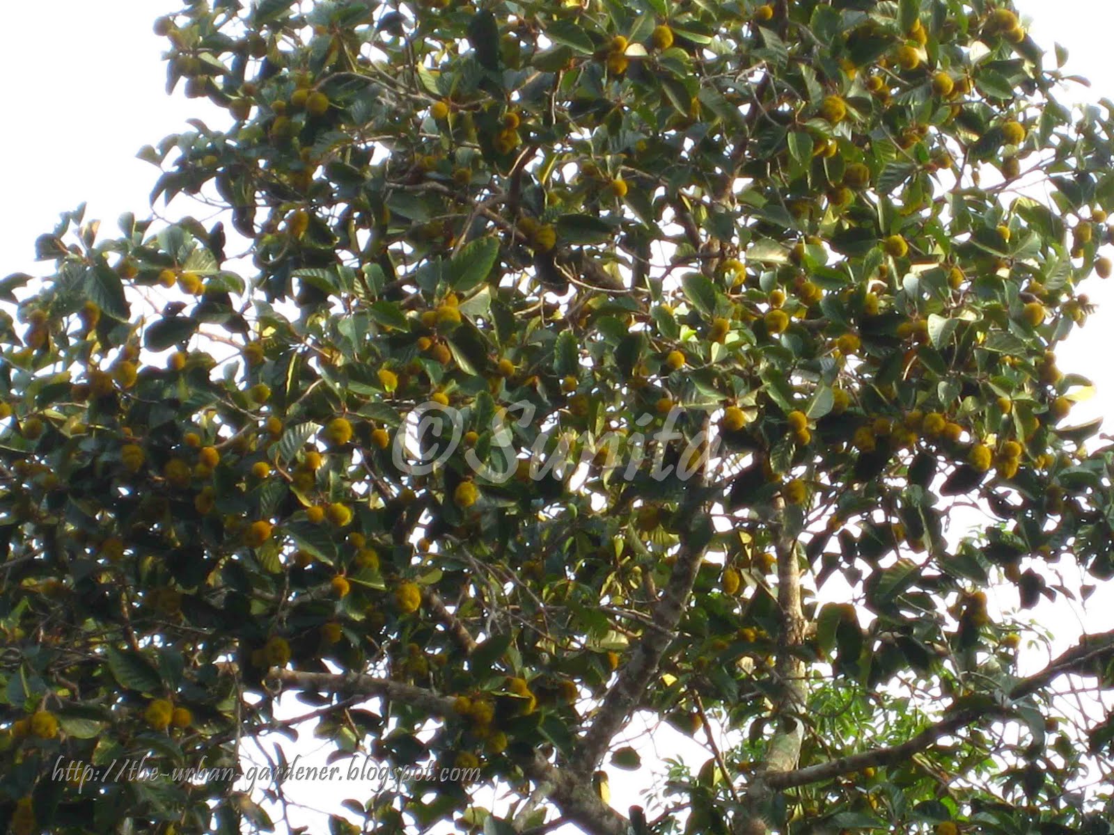 The Urban Gardener: 2012