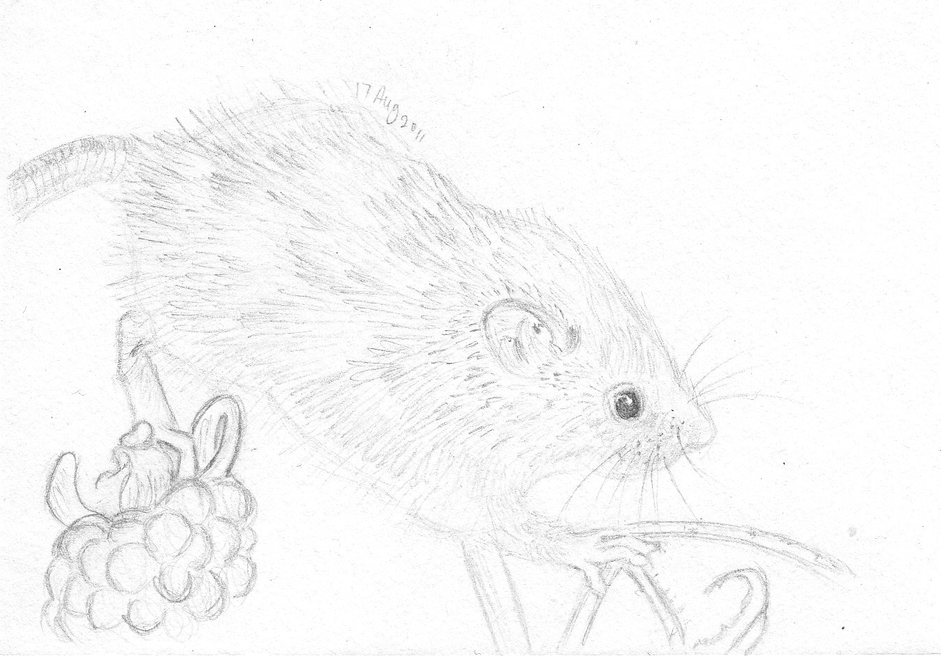 Itching Illustrator: *ItchingIdeas/SketchStudies