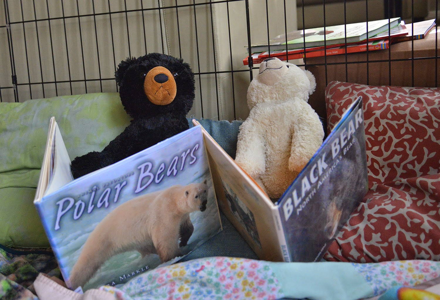 A school of fish: Bear Sleepover