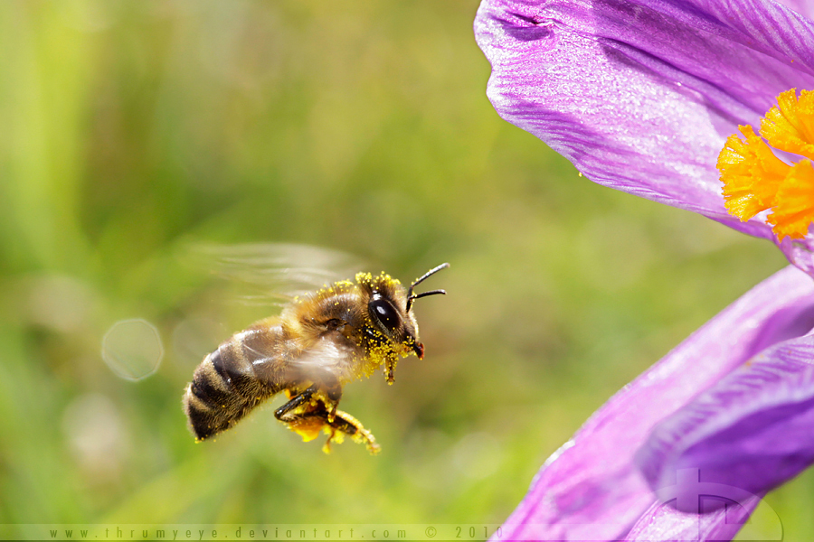 LA CIENCIA DE LA VIDA: Llegó la primavera 2016