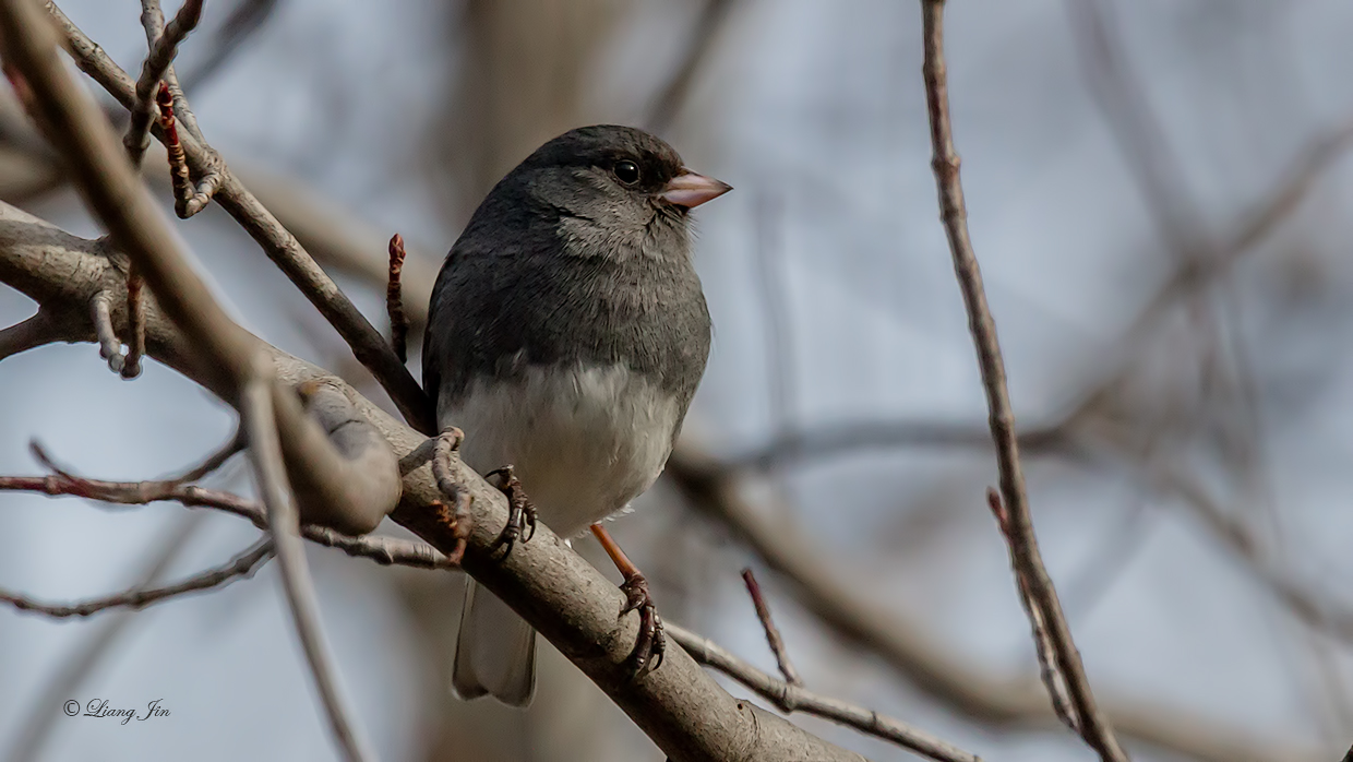 See What I See: Birds in January