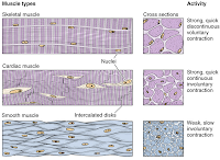 HISTOLOGI OTOT ~ Health Study Club