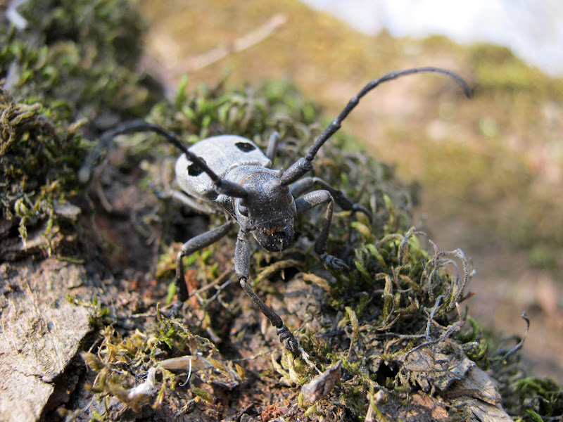 Country inside: Primăvara Dobrogeană ~ Cheile Chediului şi Valea Cozluk