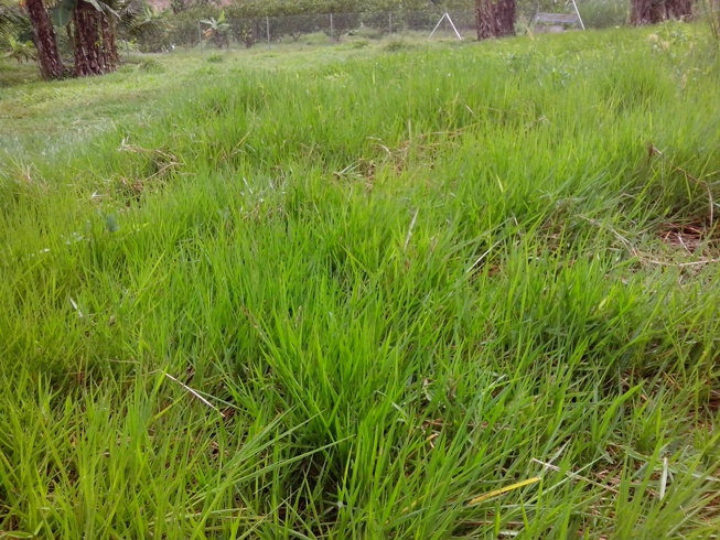 Semuanye Tentang Bebiri: Rumput oh rumput