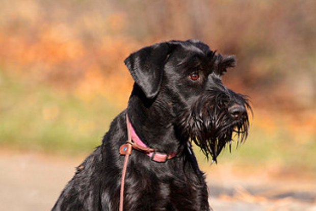 Razas de perros: Razas Pequeñas