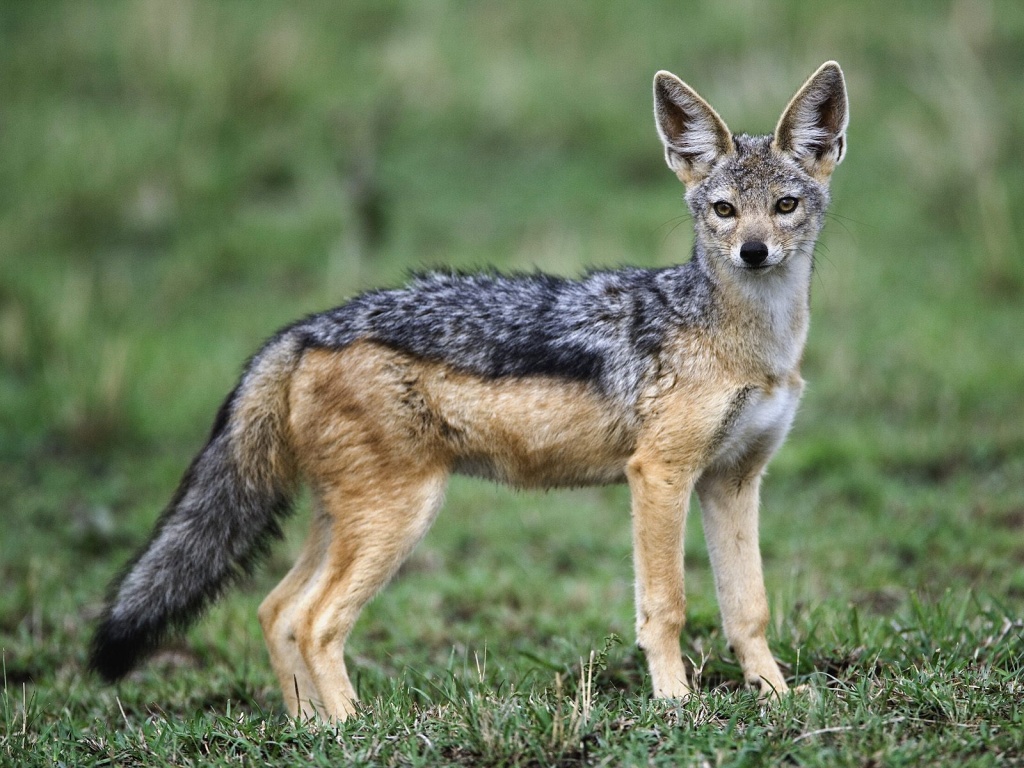 | Jackals | Jackals HD Wallpapers | Jackals Pictures | Jackals Photos ...