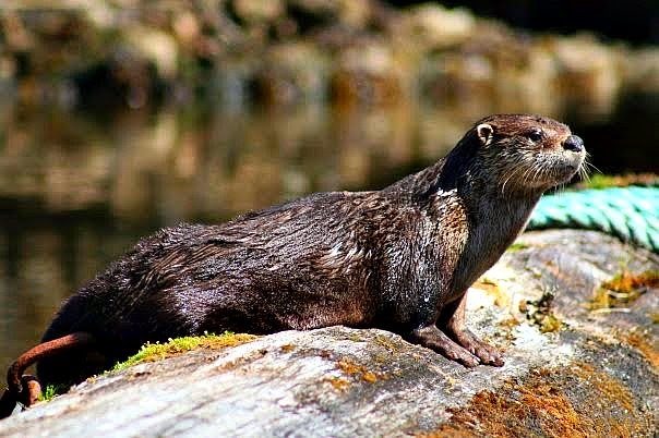 FOSSIL HUNTRESS: ENHYDRA LUTRIS INSIDENTE GALEAE