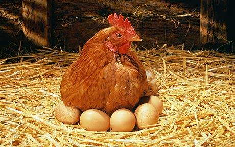 World of Yaseen: Animals that lay eggs