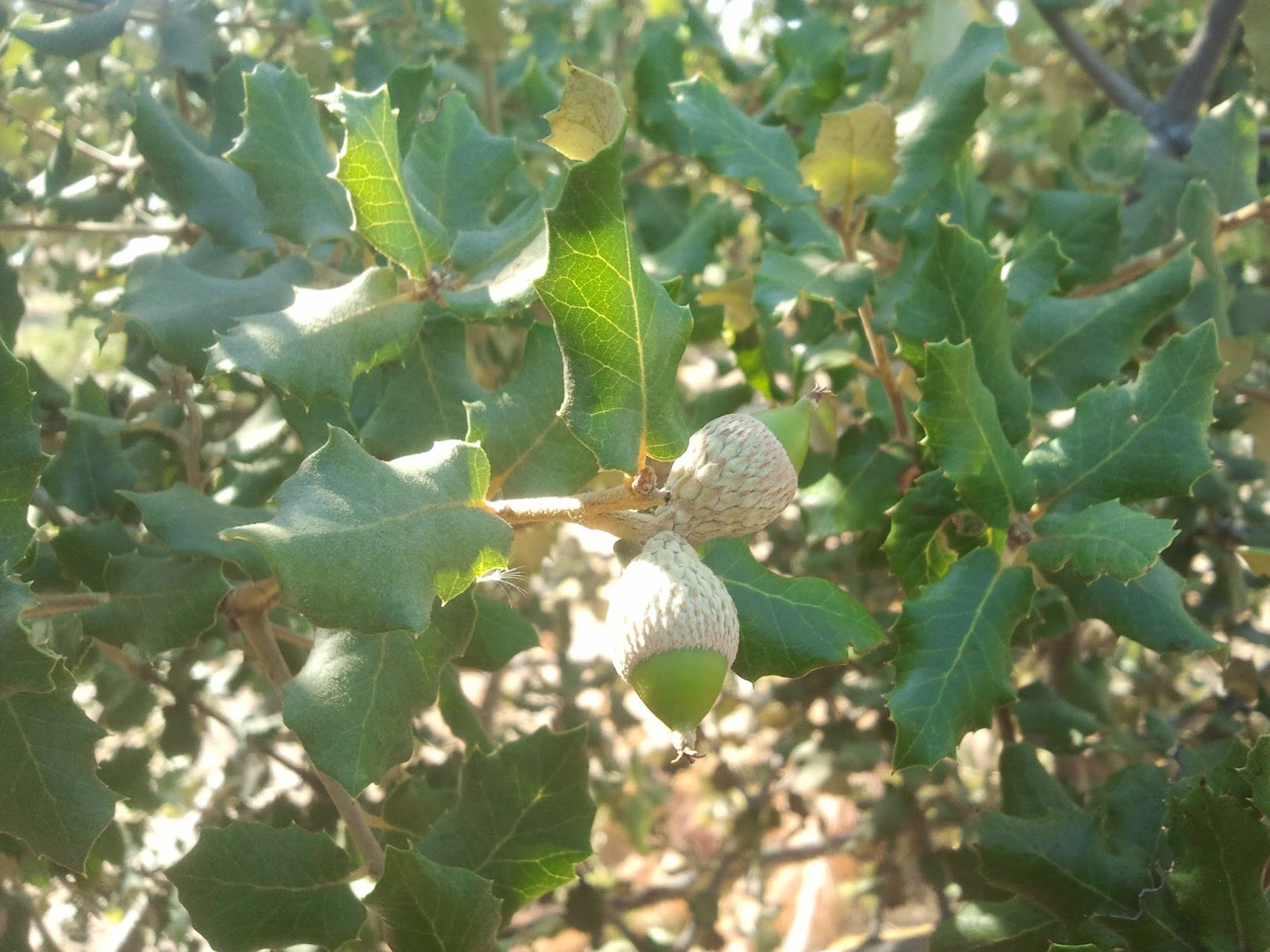 PLANTAR CIENTOS DE ARBOLES: MI ARBORETUM