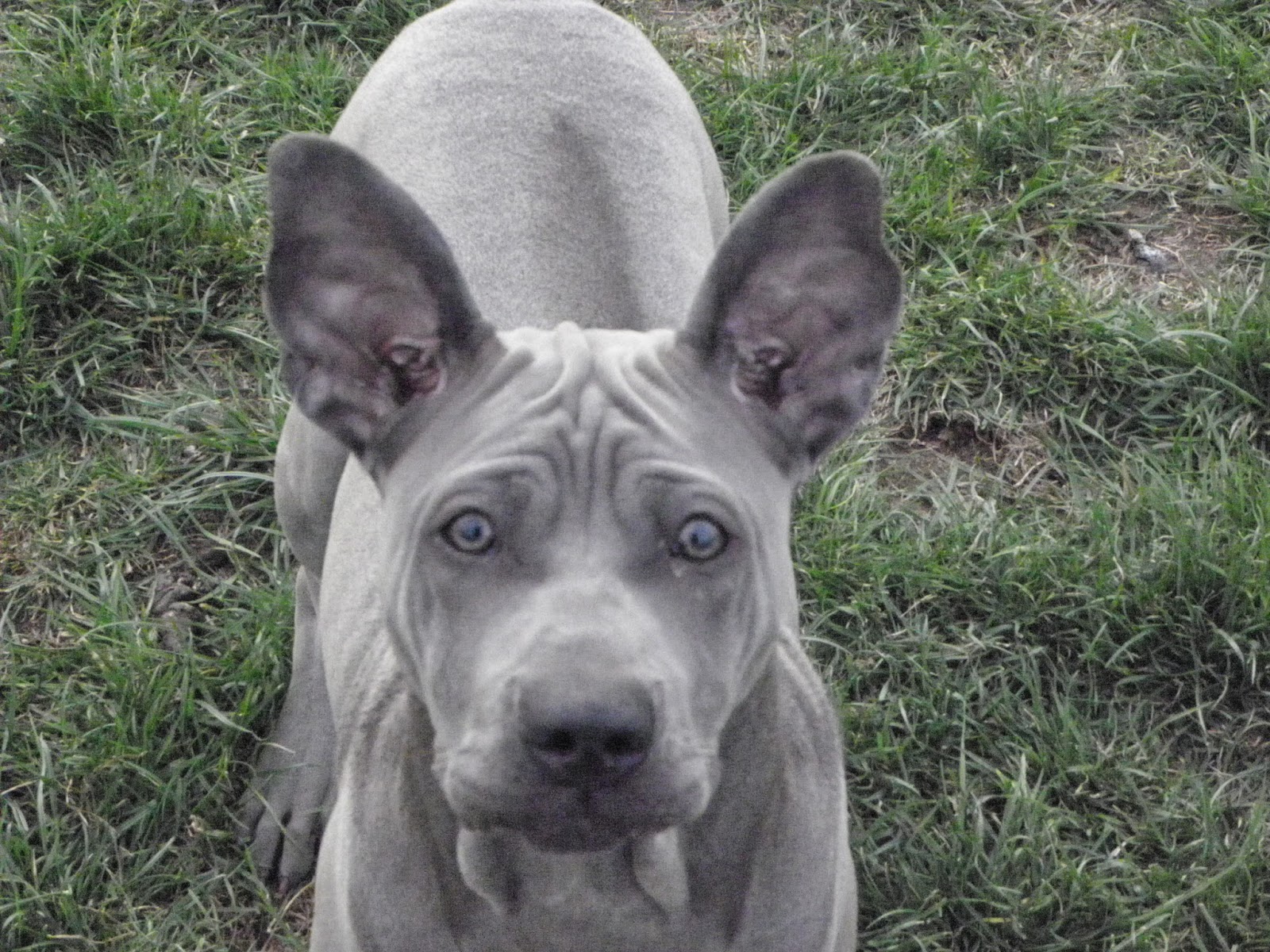 Thai Ridgeback Dog: marca 2014
