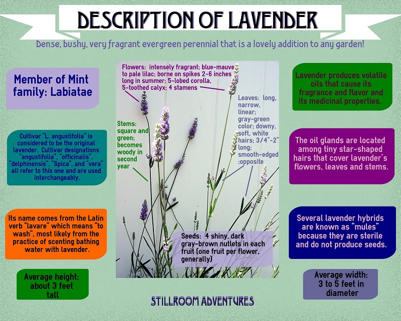 Description and Cultivation of Lavender