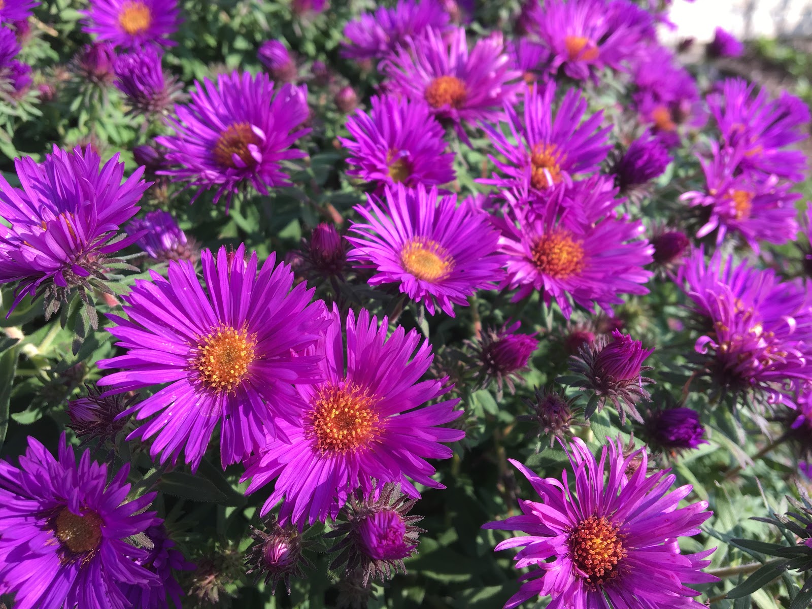Fall Favorites: Gaura lindheimeri and Aster novae-angliae 'Purple Dome ...