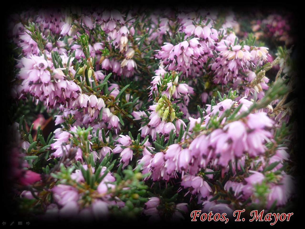 Flores y plantas silvestres: “ Erica x darleyensis mediterranean pink ...