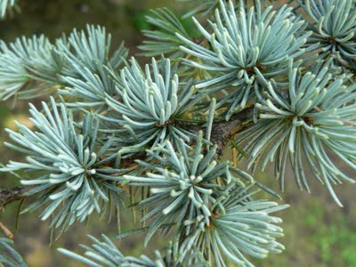 ARTE Y JARDINERÍA : CEDRO DEL ATLAS. Cedrus atlantica