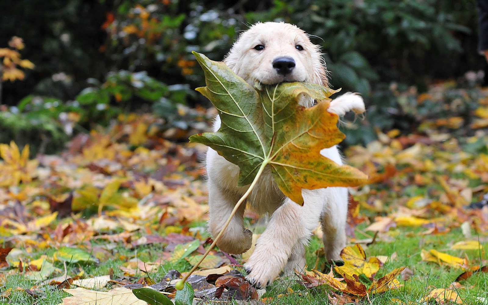 Honden wallpaper met herfstbladeren | Mooie Leuke Achtergronden Voor Je ...