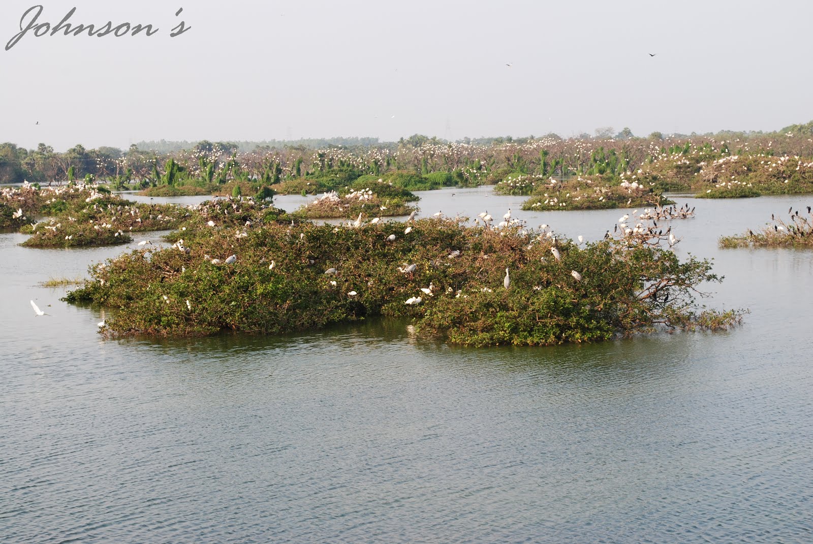 Johnson's: Vedanthangal Bird Sanctuary