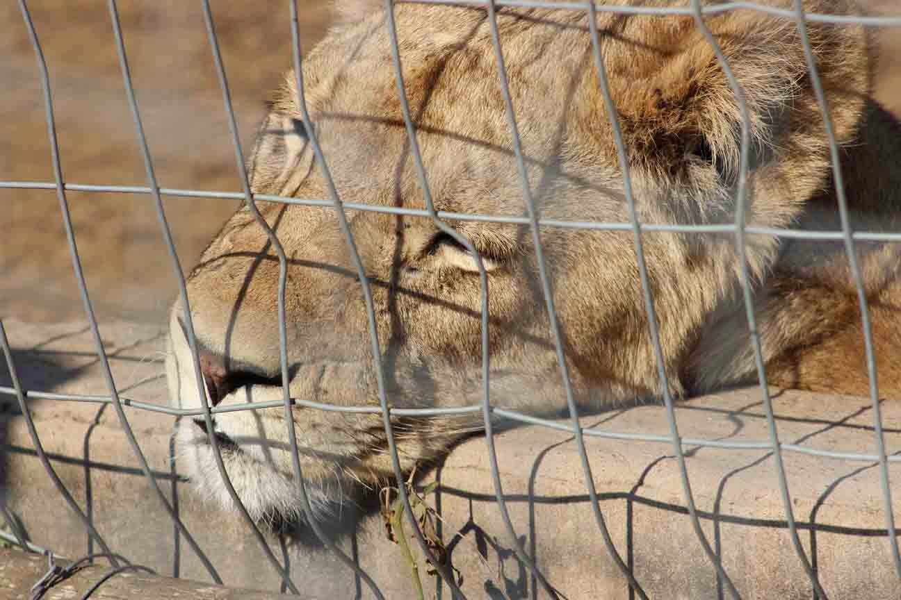A Voice for the Animals: Lion Park Zoo in Camperdown