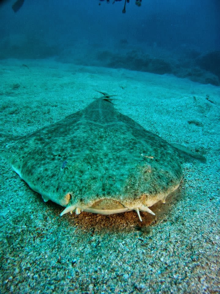 Tiburones en Galicia: Angelote (Squatina squatina)