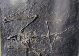 Hokus Pokus Czary Mary: Ewolucja nietoperzy