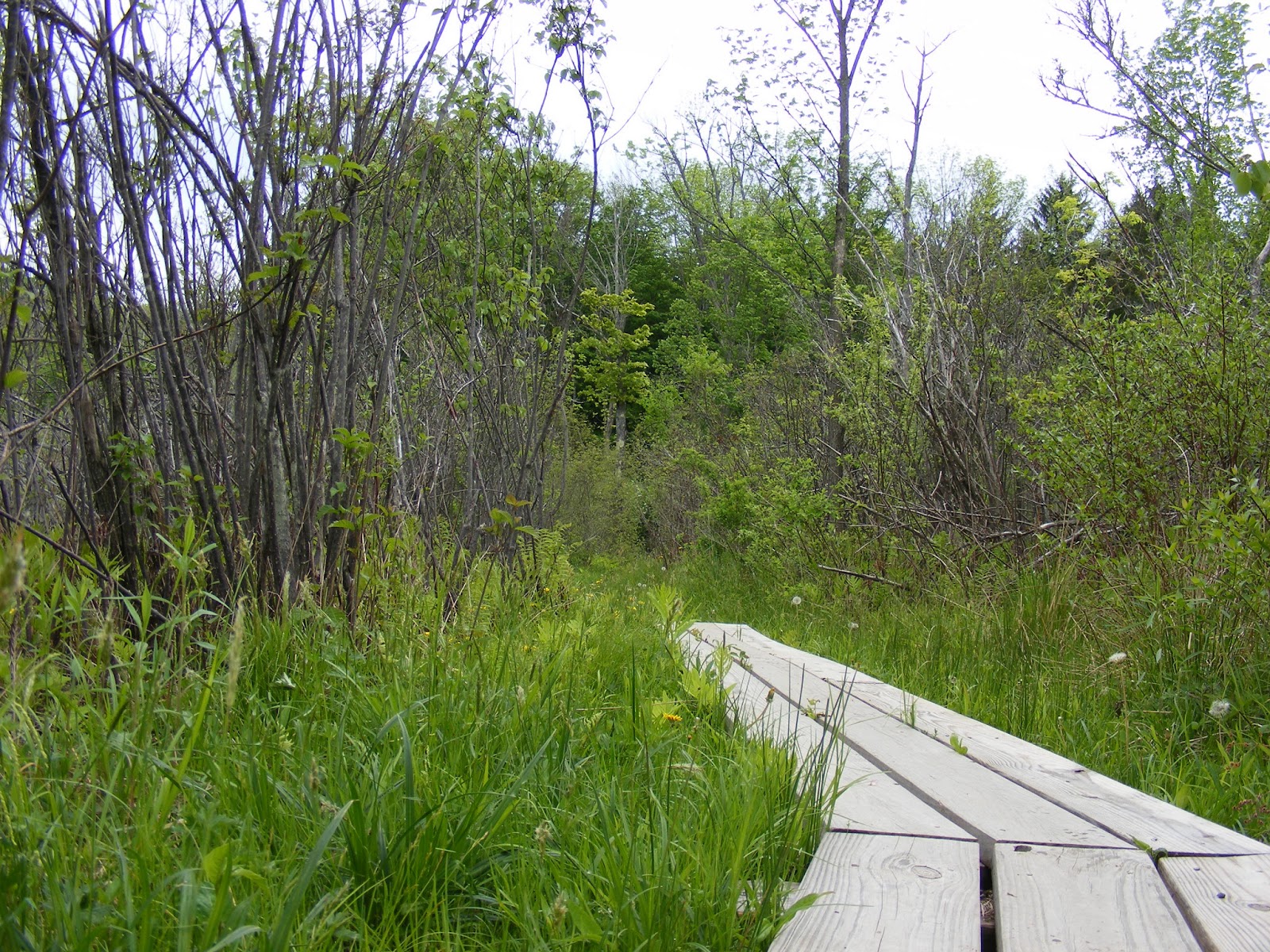 BirdingWeek: Partridge Run WMA & Huyck Preserve