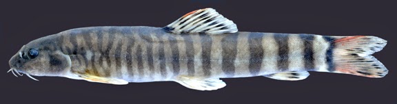 The Esteemed Fishes of Manipur: 05/04/14