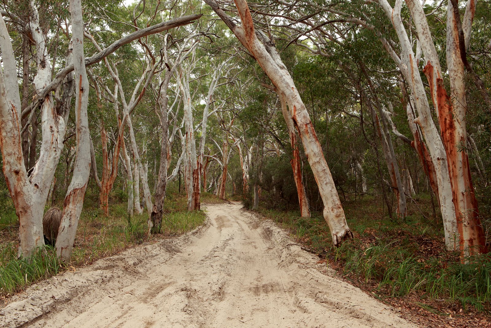 Splash Photography: Fraser Island - The largest sand island in the world.