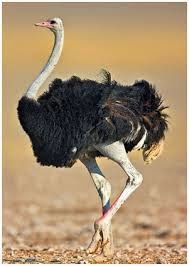 Informații.curiozitati: STRUTUL