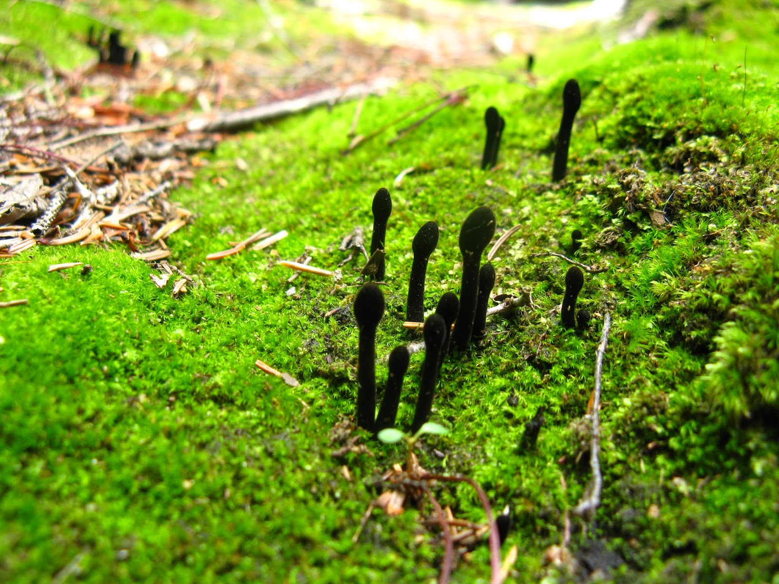 BacterioFiles - the Microbiology Podcast for Microbe Lovers