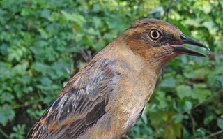 Birding the Crane Creek - Magee Region of Northwest Ohio: Rusty ...