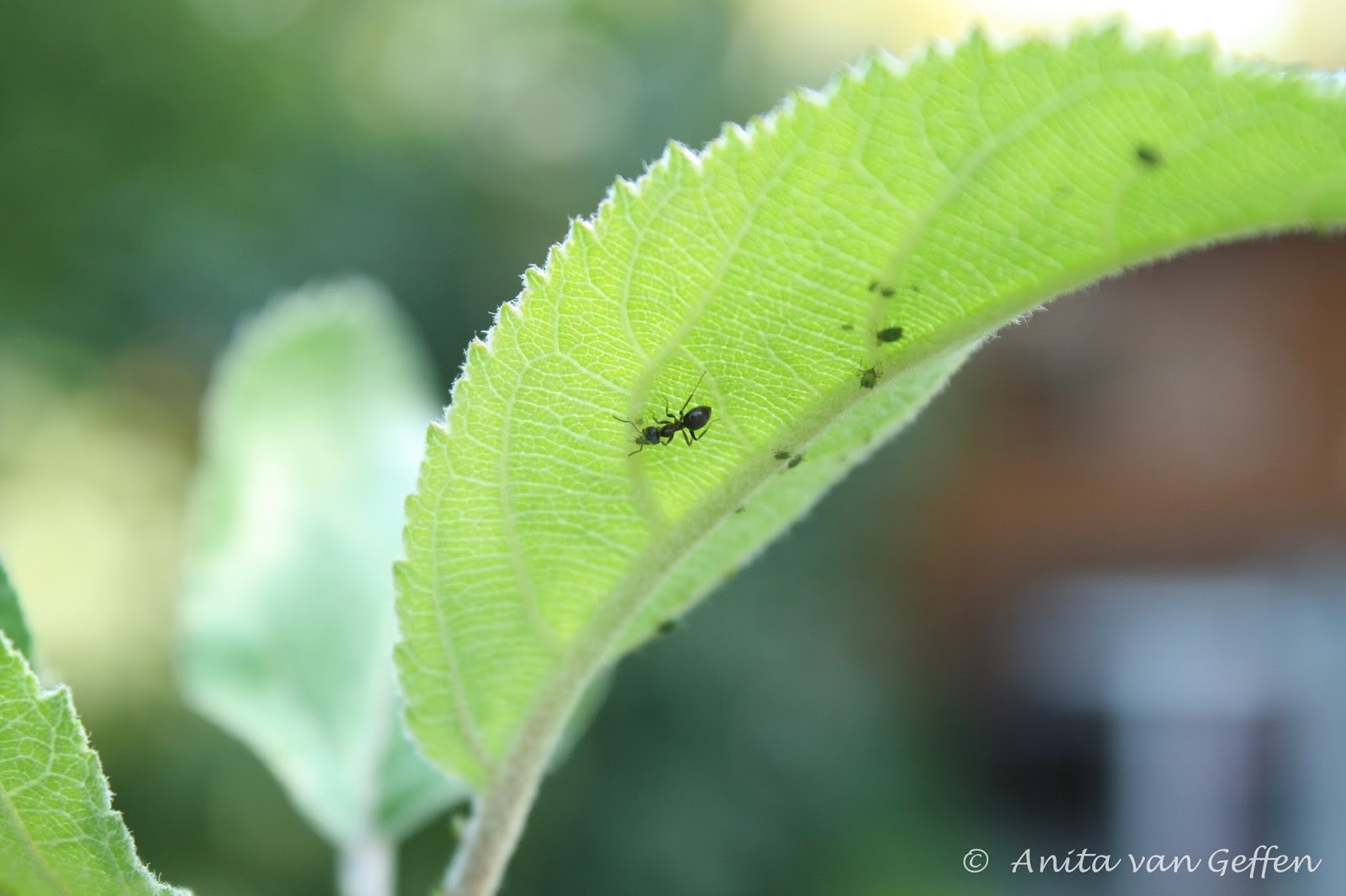 Natuurfotografie-Anita's-Art: De laatste bladluizen