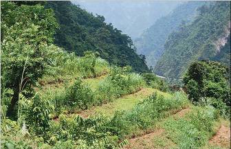 SANJIB'S BLOG: SALT: Sloping Agricultural Land Technology