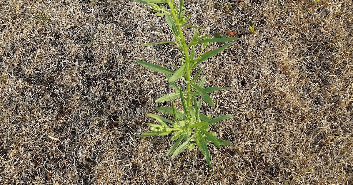 oog voor de natuur: Canadese fijnstraal (Conyza canadensis). Een plant ...