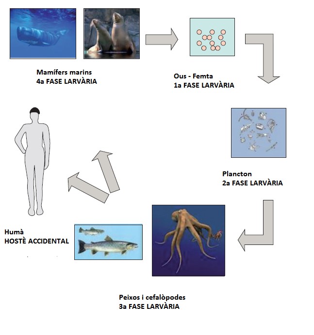 Parásitos alimentarios: Anisakis simplex
